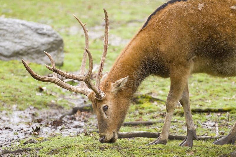 Deer stock image. Image of cervus, animals, animal, forest - 34819239
