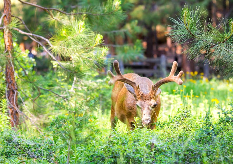Deer in pine forest. stock photo. Image of animals, animal - 84111688