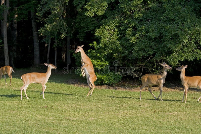 Deer playing in field stock image. Image of cute, hunting - 5831939