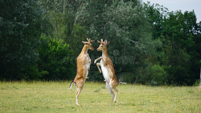 Deer Playing in Field. Group of Deer Playing in a Grassy Field. Stock ...