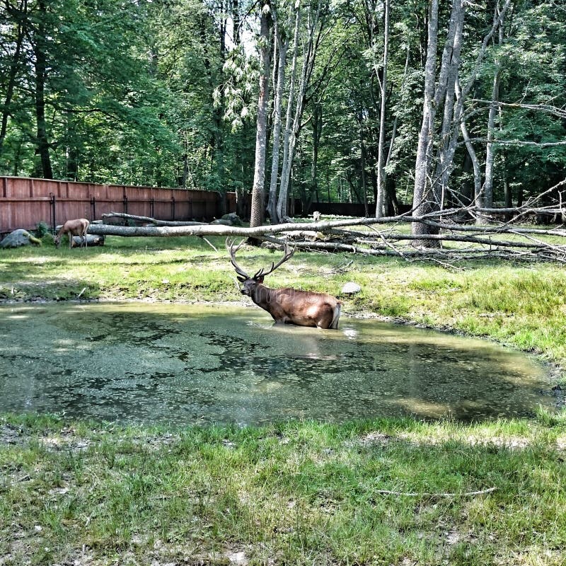 The deer. stock photo. Image of poland, bialowieza, polish - 75124034