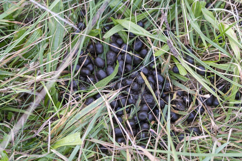 Deer Poop in the Grass in the Meadow Stock Image - Image of green, poop ...