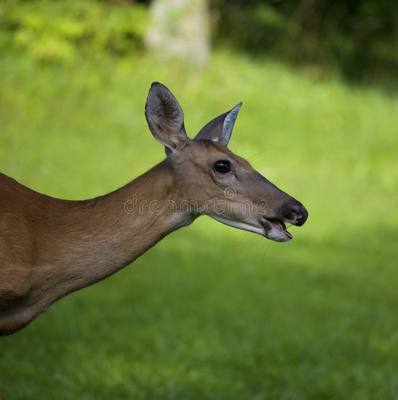 Deer portrait stock image. Image of mammal, wild, deer - 10679169