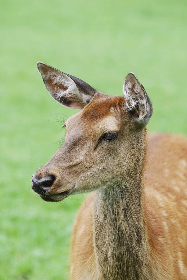 Deer portrait stock photo. Image of animal, alert, wildlife - 16385802