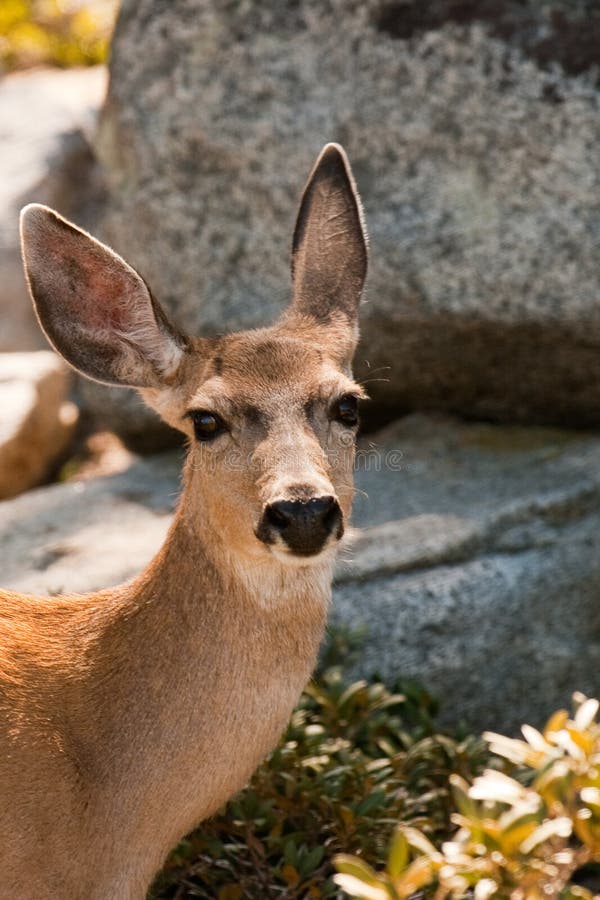 Deer portrait stock photo. Image of closeup, cute, mammal - 18651916
