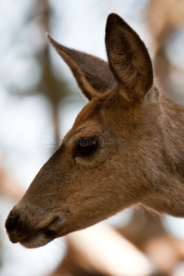 Deer portrait stock image. Image of profile, deer, female - 18652335