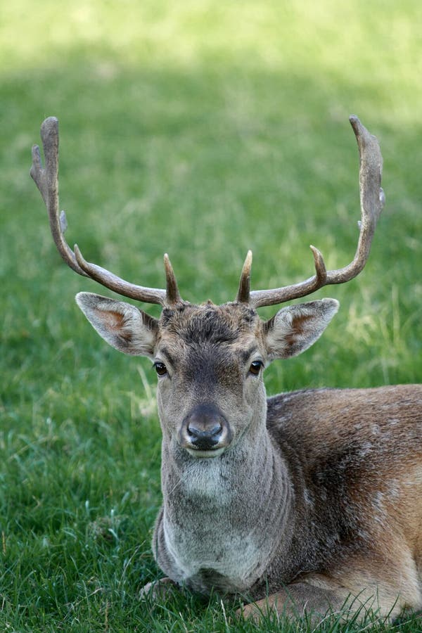 Stag portrait (red deer) stock photo. Image of deer, animal - 10459752