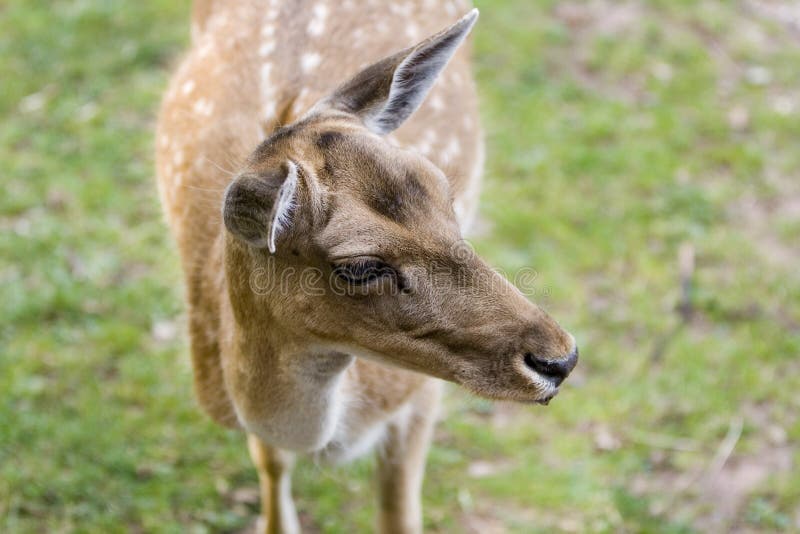Deer portrait stock photo. Image of animal, wildlife - 20657246