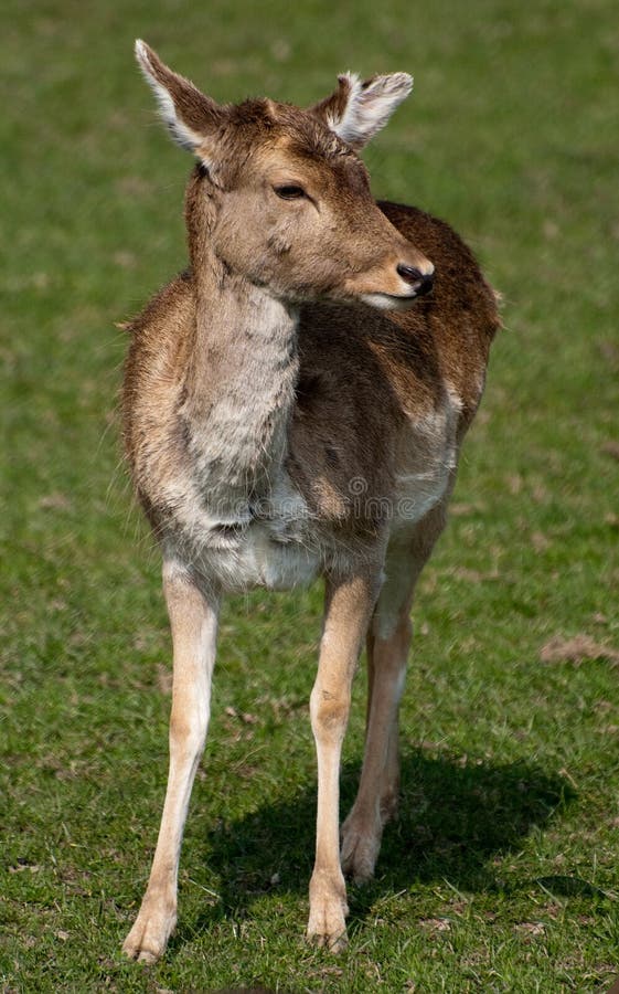 Deer Portrait stock image. Image of bambi, deer, wildlife - 21532947