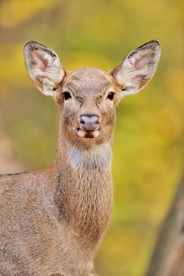 Deer portrait stock photo. Image of alert, fawn, autumn - 27632712