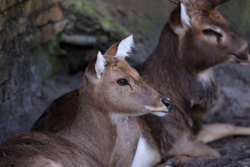 Deer portrait stock image. Image of kingdom, outdoor, deer - 4572873