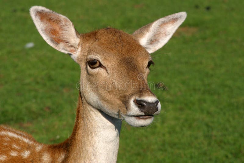 Deer Portrait stock photo. Image of nature, fawn, conservation - 47608