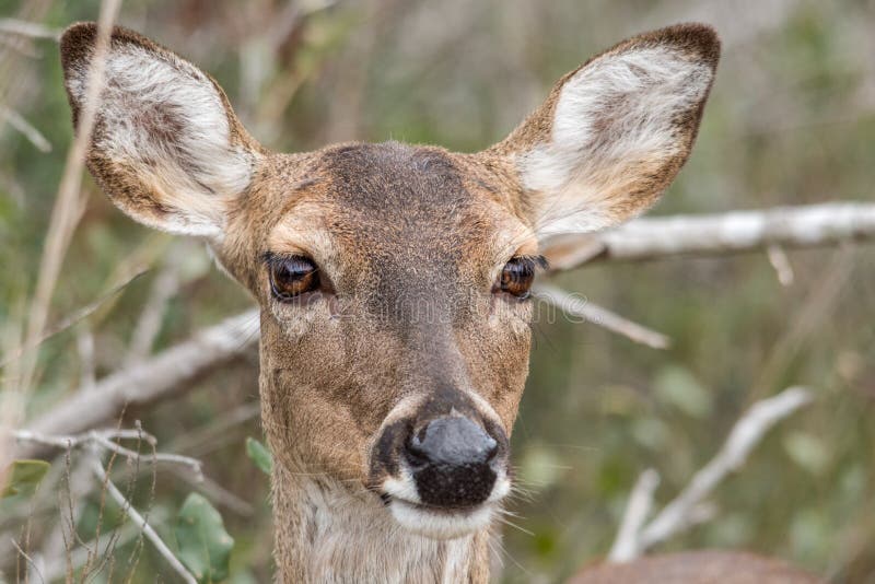 Deer portrait stock photo. Image of female, mammal, wildlife - 40141166
