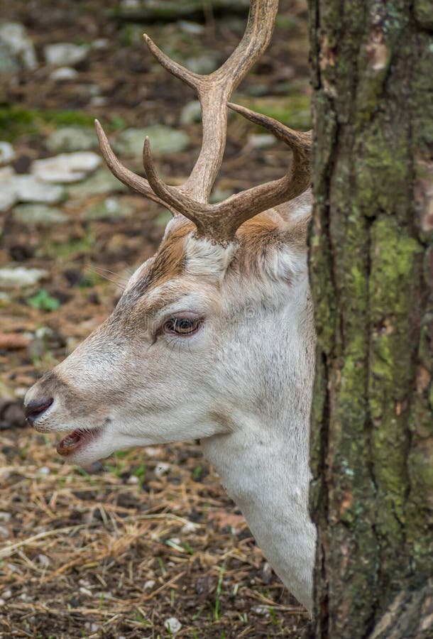 Wild Deer Portrait in the Wildlife Stock Photo - Image of ears, natural ...
