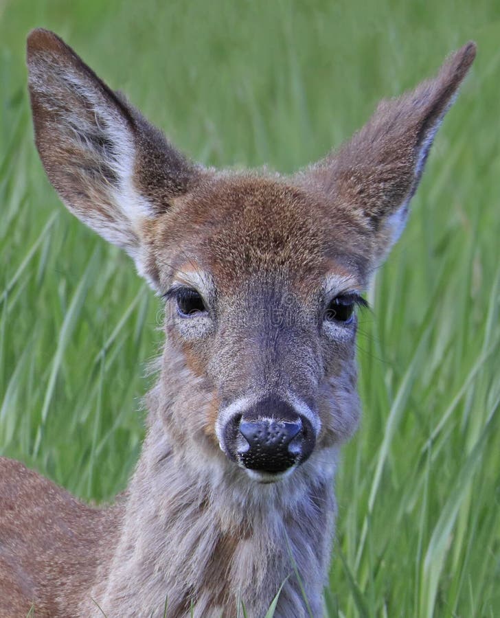 Deer Portrait into the Grass Stock Image - Image of virginia, bambi ...