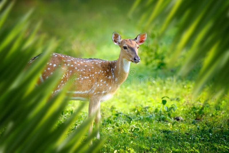 Deer portrait in jungle stock photo. Image of feline - 152654170