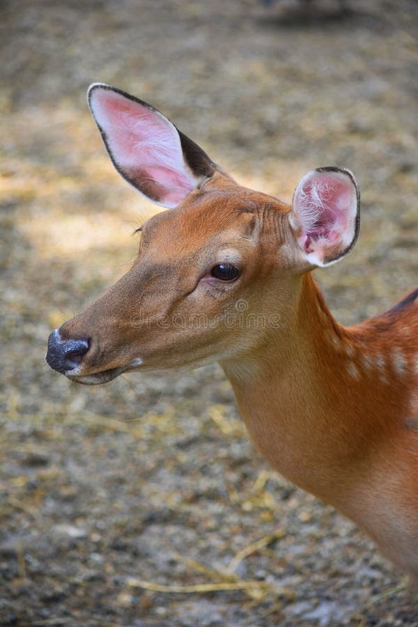 Deer Portrait Lies Ears Red Cute Stock Image - Image of ears, deer ...