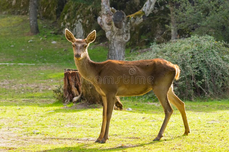 Deer Portrait at Meadow in Parnitha Mountain in Greece. Stock Image ...