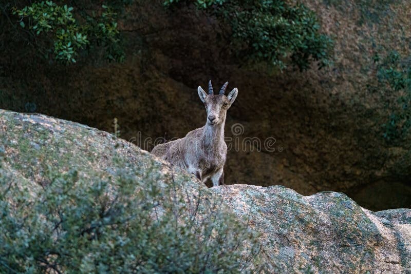 Deer in Profile Near Granite Rock Stock Photo - Image of profile ...