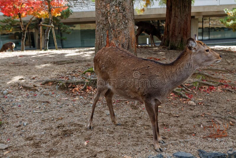 Deer in Public Park of Nara, Osaka, Japan Stock Photo - Image of grass ...