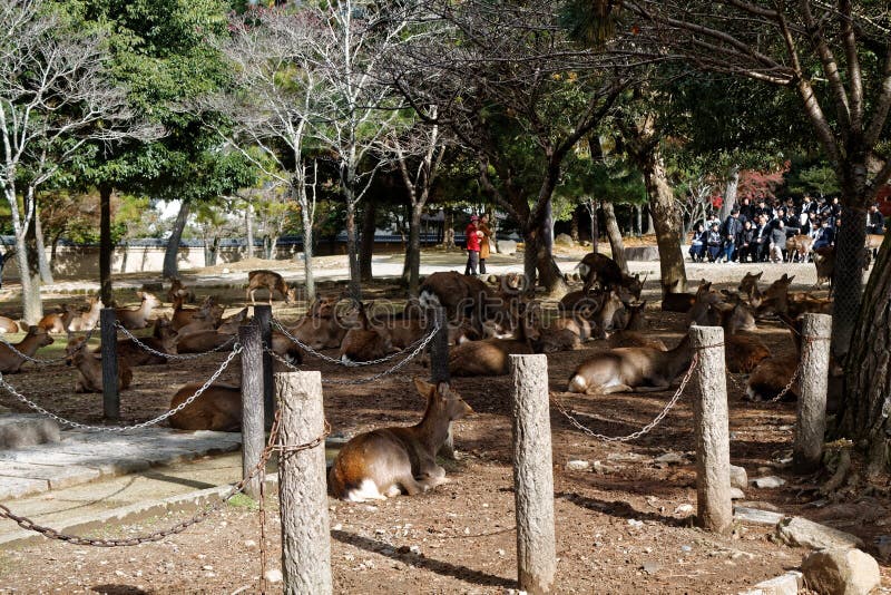 Deer in Public Park of Nara, Osaka, Japan Editorial Image - Image of ...