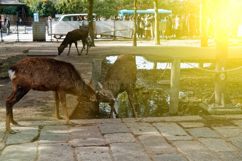 Deer in Public Park of Nara, Osaka, Japan Stock Image - Image of ...
