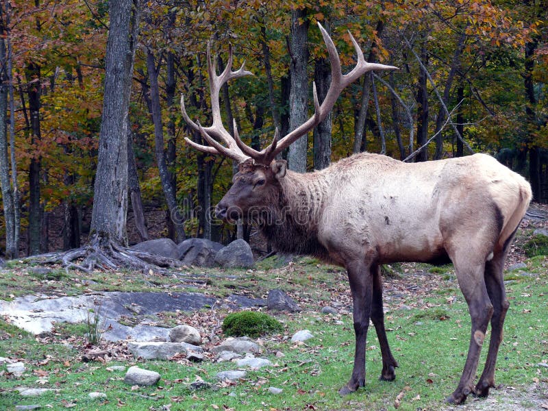 Deer in Quebec. Canada, North America. Stock Image - Image of canadian ...