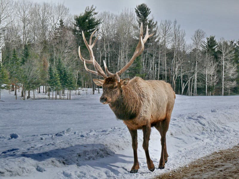 Deer in Quebec. Canada, North America. Stock Photo - Image of nature ...