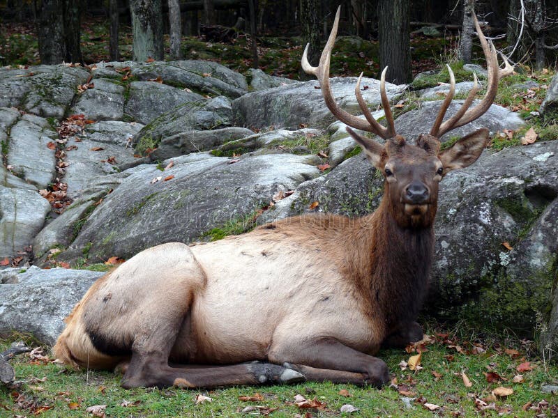 Deer in Quebec. Canada, North America. Stock Image - Image of beautiful ...