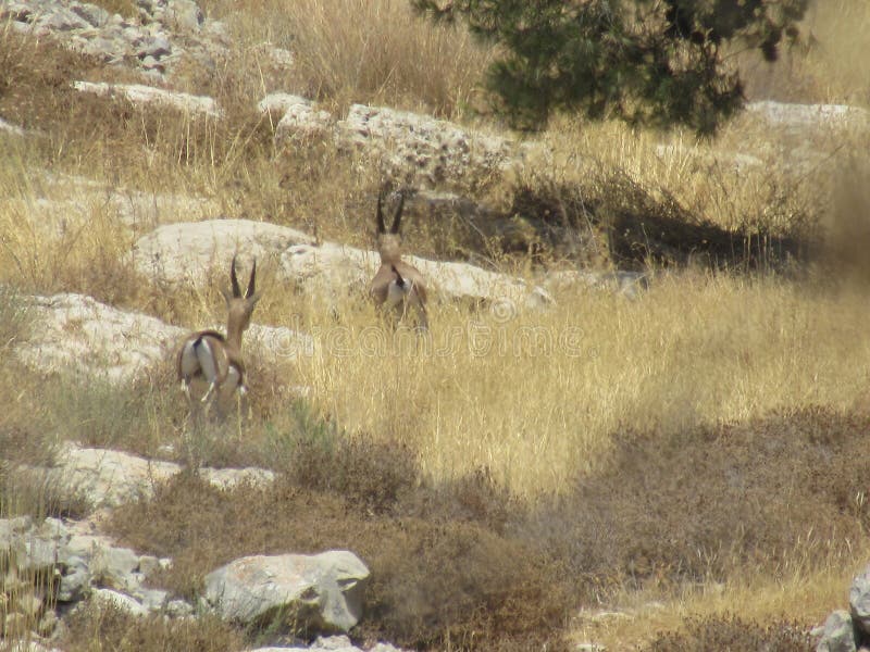 A deer in the race stock image. Image of steppe, race - 324752671