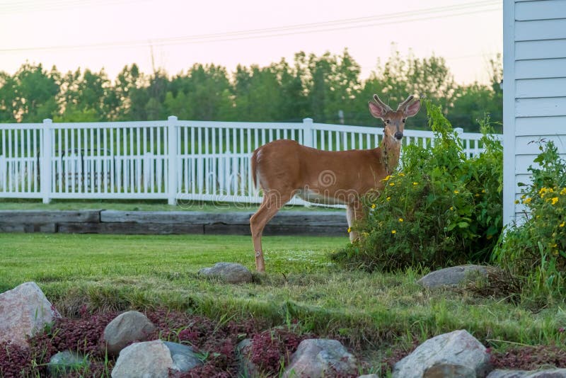 The deer ranger stock photo. Image of grazing, flowers - 126541756