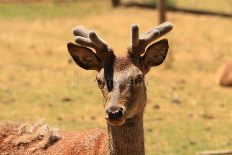 Deer and Red Stag in a Farm Stock Image - Image of majestic, rural ...