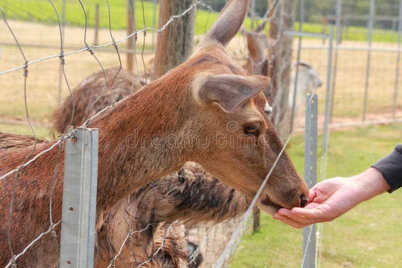 Deer and Red Stag in a Farm Stock Photo - Image of outdoor, male: 166252514