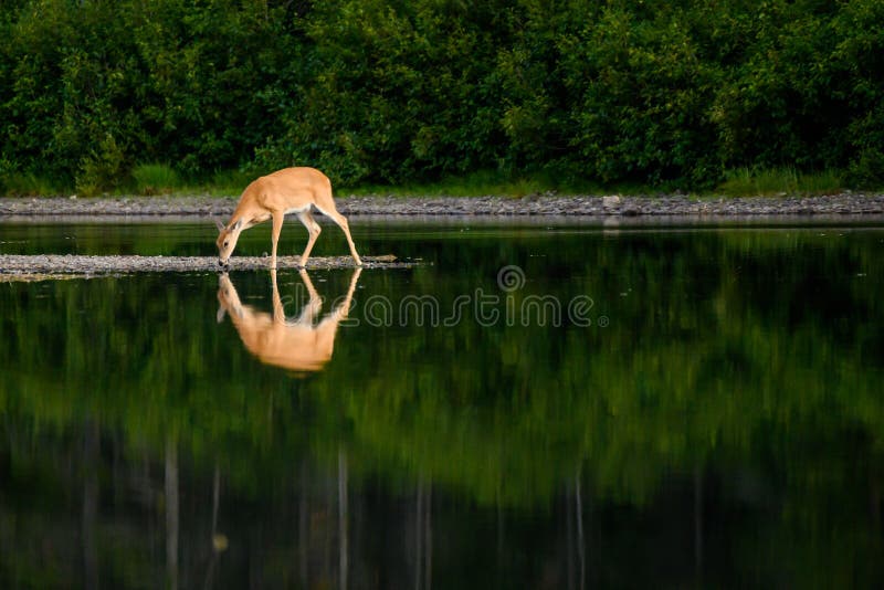 Deer Reflected in Mirrored Lake Stock Image - Image of brown ...