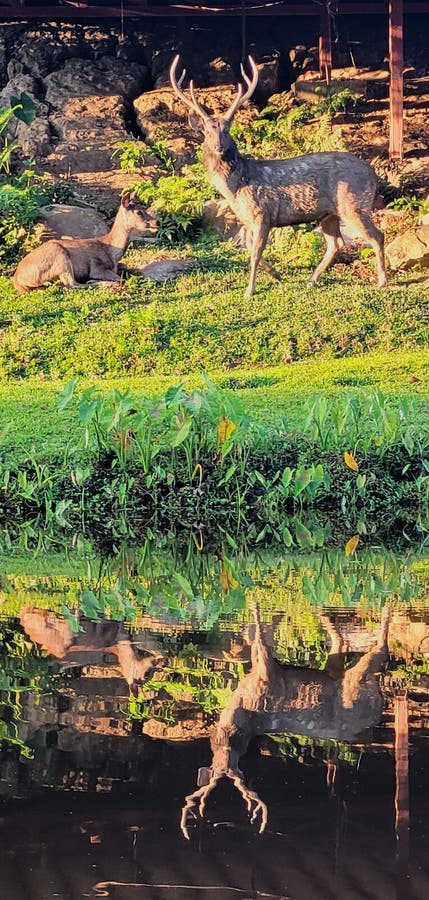 Deer reflection stock photo. Image of park, ostrich - 326874740