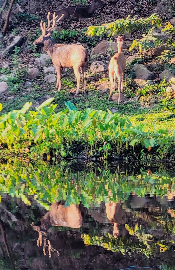Deer reflection stock image. Image of wild, pond, nature - 333294667