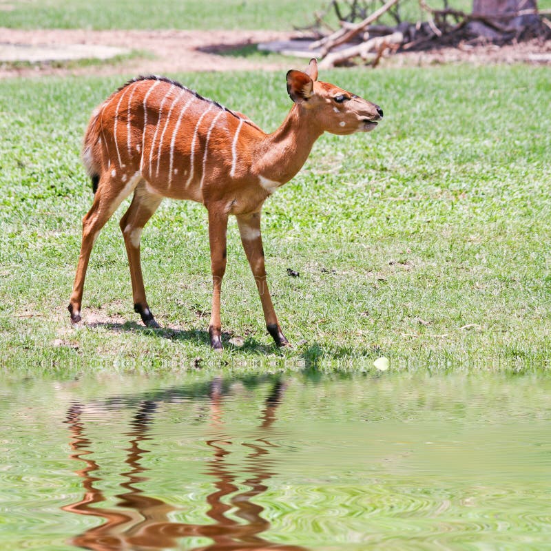 Deer stock image. Image of stag, outdoors, roar, deer - 51651083