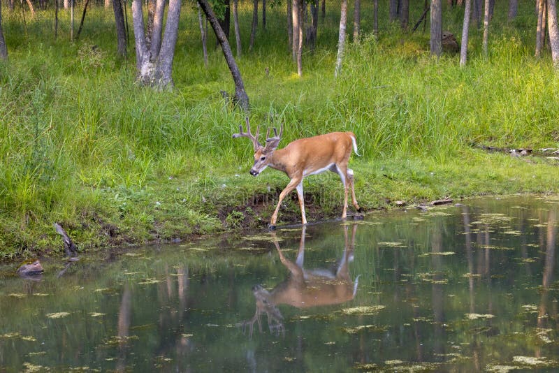 Deer with reflection stock photo. Image of beautiful - 238897544