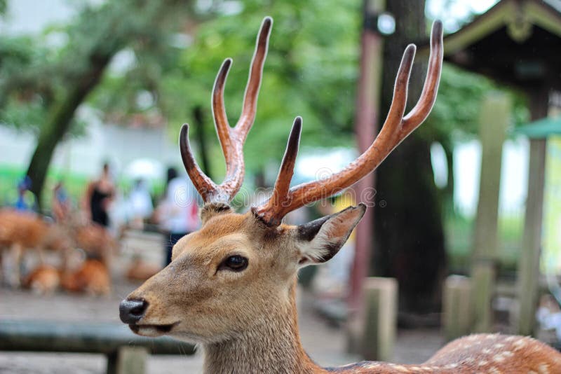 Deer Relax at Nara Park,Japan.Selective Focus. Stock Photo - Image of ...