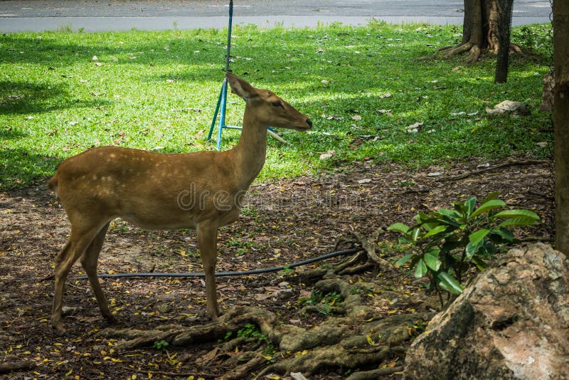 Deer Relax in the Shade of the Park. Stock Image - Image of green ...