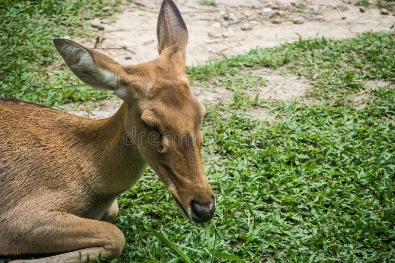 Deer Relax in the Shade of the Park. Stock Image - Image of beautiful ...