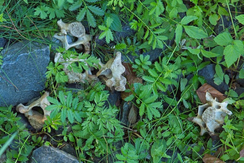 Deer remains. stock photo. Image of undefined, closeup - 344189886