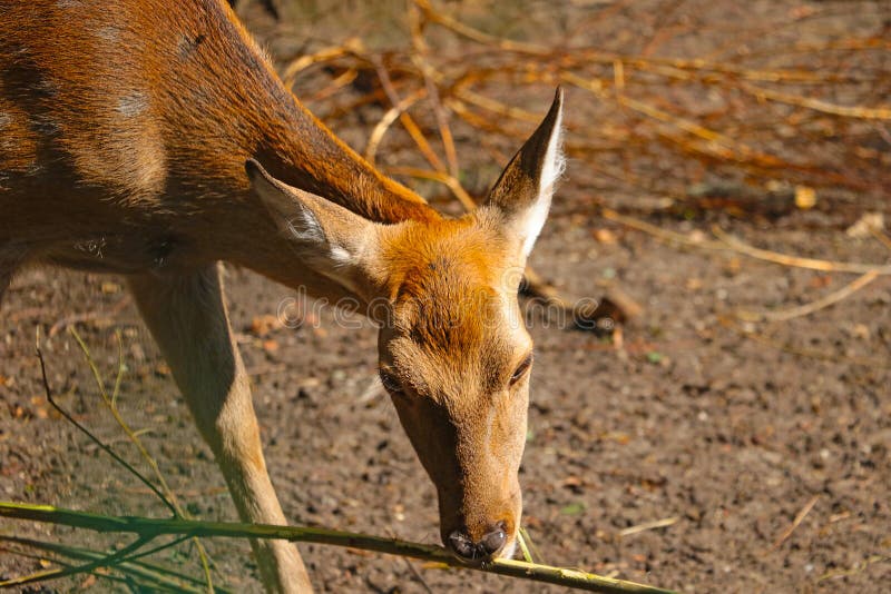 A Deer Removes Young Bark from a Tree in the Forest. Stock Photo ...