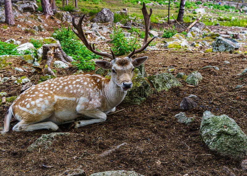 Deer resting in a clearing stock image. Image of head - 165949777