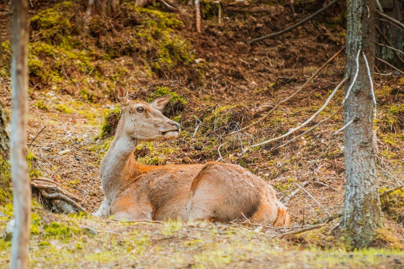 Deer resting in a clearing stock image. Image of nature - 165950587