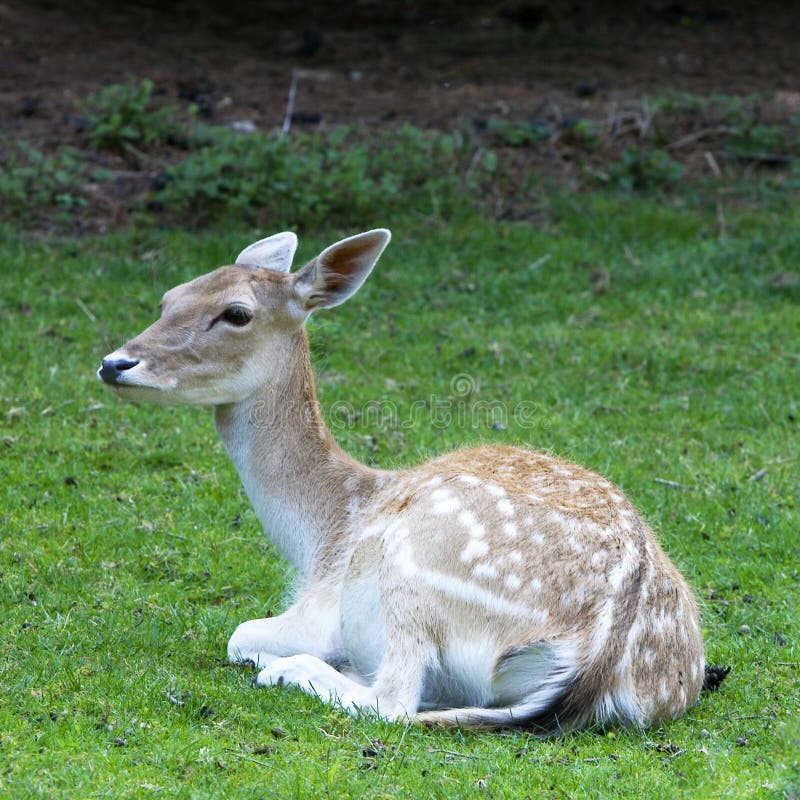 Deer resting at the zoo stock photo. Image of deer, eugenidae - 238872800