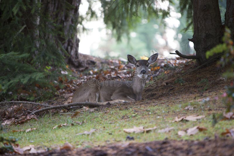 Deer resting in forest stock image. Image of sport, peaceful - 113756623