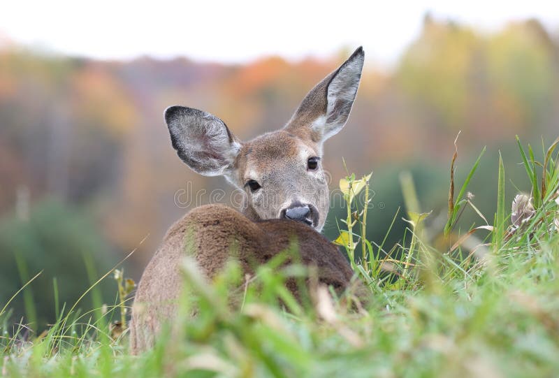 Deer resting in grass stock photo. Image of active, color - 135422900