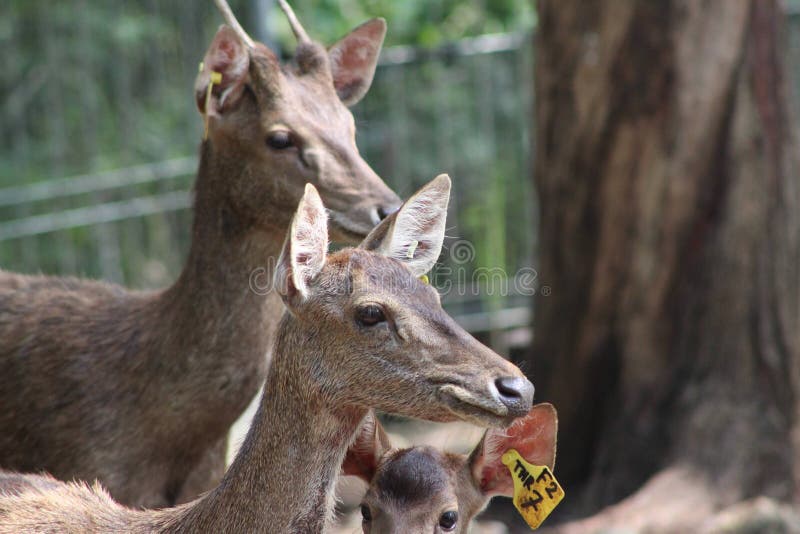 Deer resting on the ground stock photo. Image of plant - 249110508