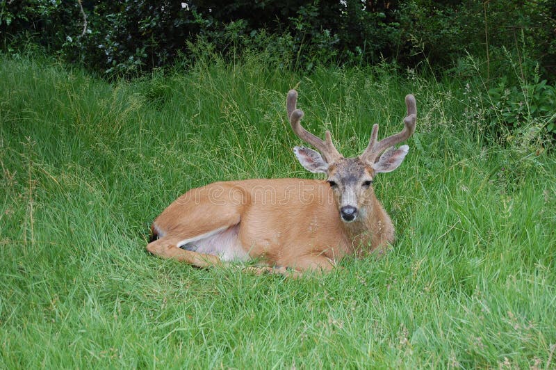 Deer resting on lawn stock image. Image of grass, sitting - 163349291
